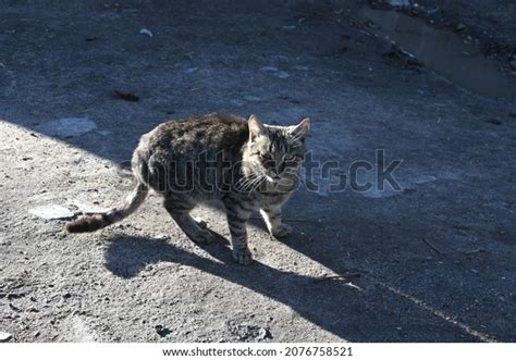 Tabby Cat Make Sex Images Stock Photos Vectors Shutterstock