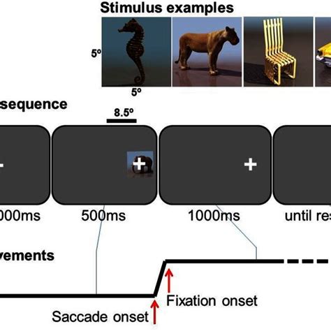 Experimental Task Examples Of Stimuli Top A Display Sequence