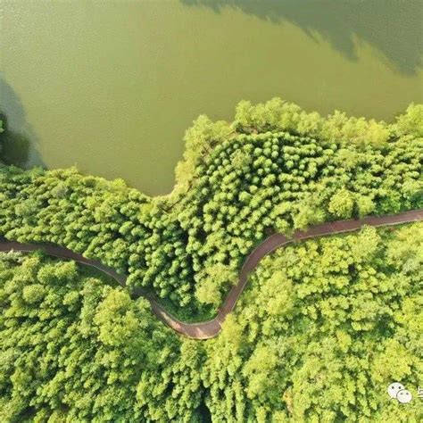 山清水秀！毕节这个地方好美 杜鹃 百里 青山