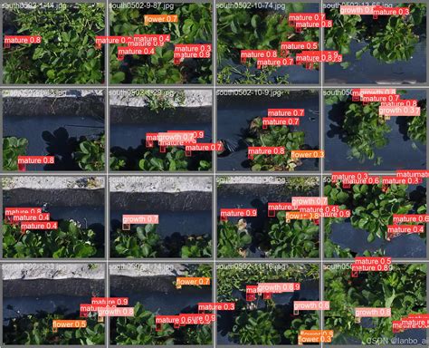 基于yolov10的草莓生长期检测系统（开花期、结果期、成熟期），支持图像、视频和摄像实时检测【pytorch框架、python源码】草莓