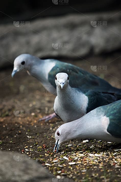 三只鸽子在吃东西