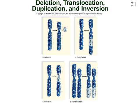 Ppt Drosophila Chromosomes Powerpoint Presentation Free Download Id 3641107