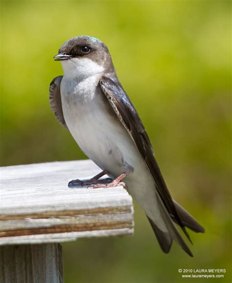 Tree Swallow Juvenile Laura Meyers Photography