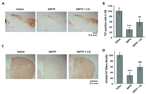The Effects Of Ca On Dopaminergic Cell Death In An Mptp Mouse Model Download Scientific