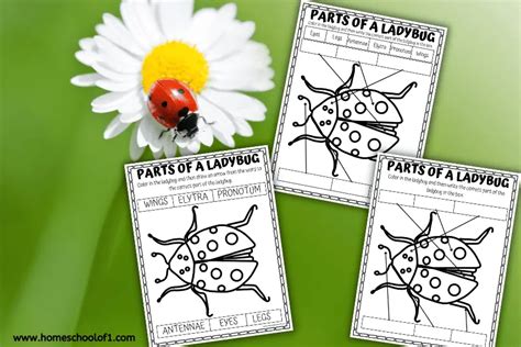 Free Parts Of A Ladybug Worksheet