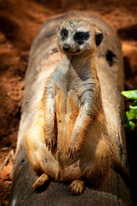 Cute Anime Desktop Wallpaper Photos Download The Best Free Cute Anime