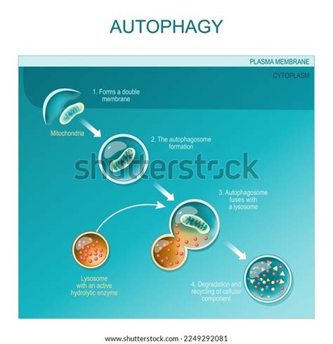 Autophagy Mitochondria Diagram Process Autophagy Forming Stock Vector