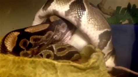 Ball Python Eats Rat Live Feed Youtube