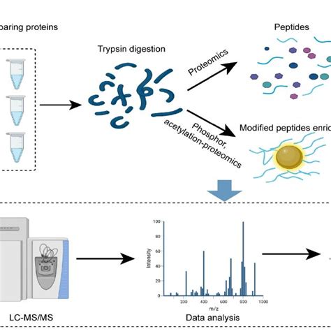 Experimental Procedure And Data Analysis Workflow Of Pancreas
