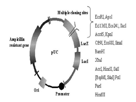 Plasmid Vector Ppt Msc I Ppt Chemistry Science