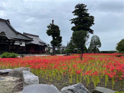 令和四年彼岸花開花状況 9月24日現在 天台宗 東睿山 千妙寺 公式サイト 茨城県筑西市黒子の天台宗寺院