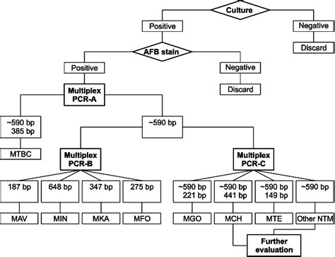 Algorithm For The Rapid Identification Of Common Clinical Mycobacterial Download Scientific