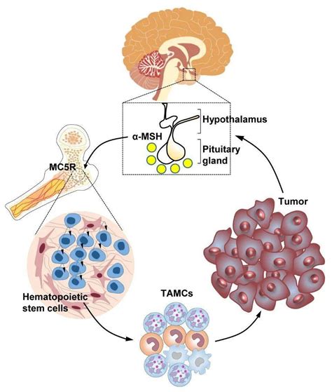 Science 中国科学技术大学研究团队发现介导肿瘤免疫抑制的神经内分泌通路和免疫治疗新靶点 垂体 诱导 肿瘤