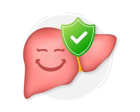 Liver Anatomy Structure Digestive Gallbladder Organ Vector