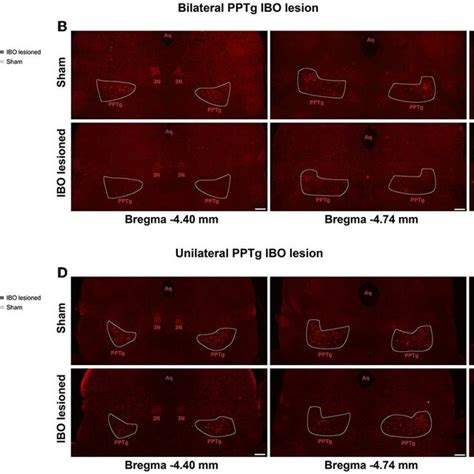 Figure E Quantification Of Cholinergic Neurons And Lesion Analysis In Download Scientific