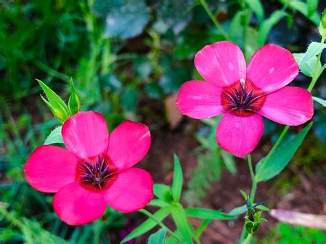 꽃아마 은 언제 피나요 Picturethis