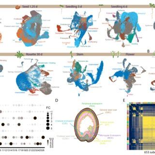 Independent Clustering Of Ten Datasets A UMAP Of Each Dataset With Download Scientific