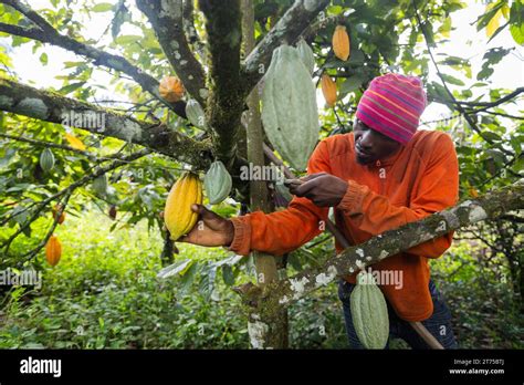 Cocoa Field Africa Hi Res Stock Photography And Images Alamy
