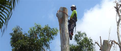 Chilli Tree Services Tree Removal Trimming Palm De Seeding De Nutting