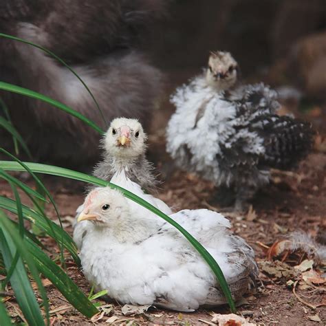 Adorable Second Generation Olive Egger Chicks