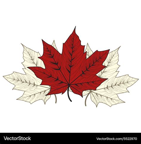 Maple Leaves Royalty Free Vector Image VectorStock