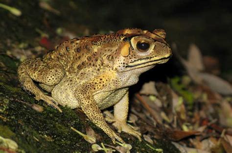 Asian Common Toad Invasion A Closer Look At Duttaphrynus
