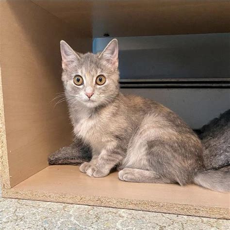 Domestic Shorthaired Cat Everything You Need To Know About The