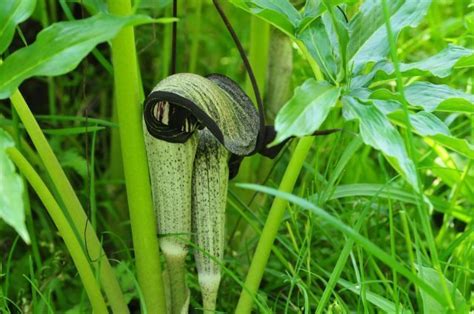 草地のウラシマソウ 里山再生計画