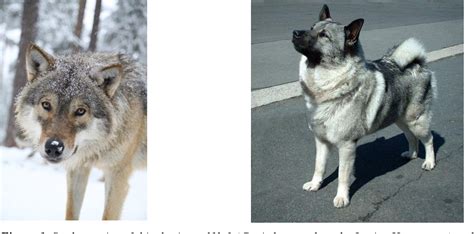 Figure 1 From Assessing Inbreeding And Loss Of Genetic Variation In
