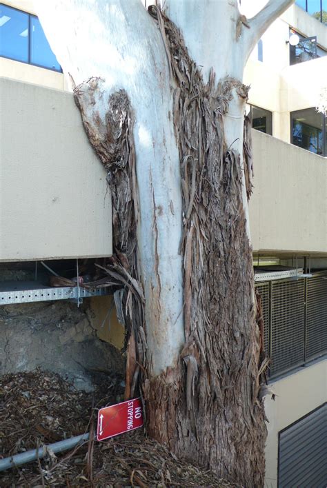 Tree Risk Assessment