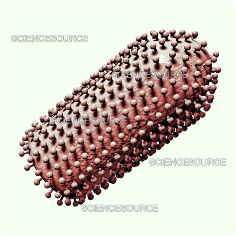 Rabies Virus Particle Illustration Stock Image Science Source Images