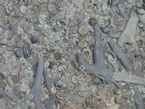 Fossiliferous Limestone What Is It Properties Formation Geology In