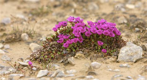 Purple Arctic Flowers