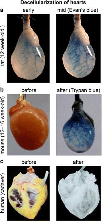 Decellularization Of Mammalian Hearts A Decellularization Of Rat Heart