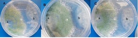 Dual Growth In Vitro Confrontations With Trichoderma Against Dual Growth In Vitro Confrontations With Trichoderma Against