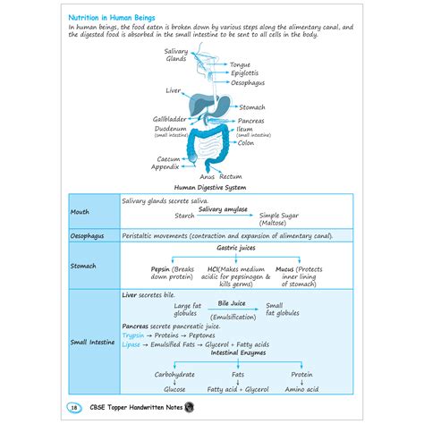 Cbse Class 10 Topper Handwritten Notes For 2026 Exams Pw Store
