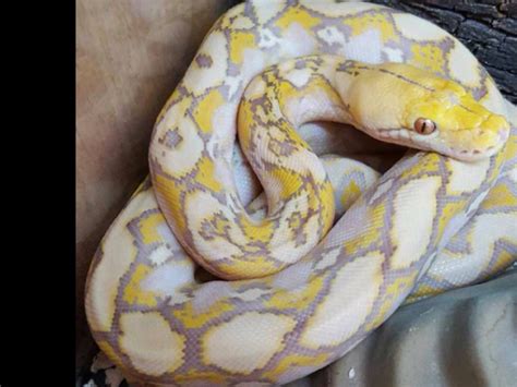 Super Dwarf Reticulated Python Care And Information Page 6