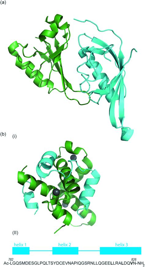 A Structure Of The Heterodimeric Hif 1α Arnt Pas B Complex Excised Download Scientific