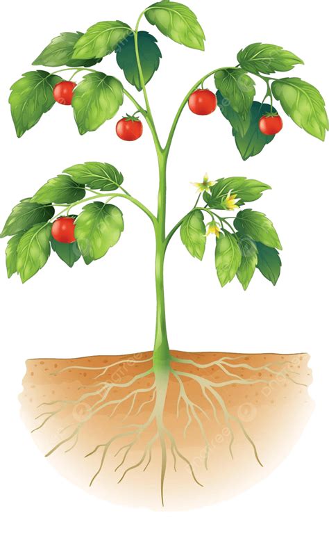Parts Of A Plant Vegetables Technical Tomato Vector Vegetables