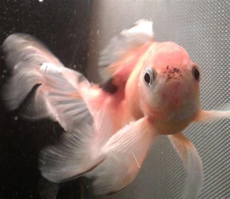 Ich Fungus Or Mating Tubercles Goldfish