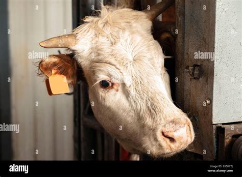Close Up View Of A Cow S Ear Tag This Photo Illustrates The Essential
