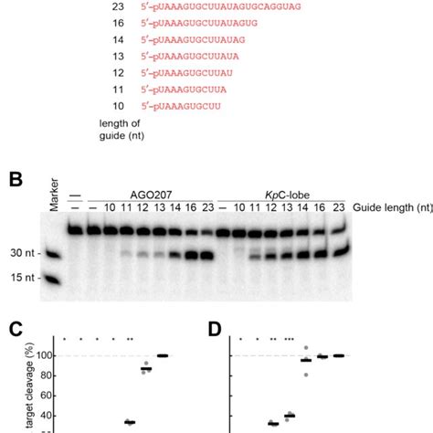 Evaluating The Effect Of Guide Rna Length On Target Cleavage A
