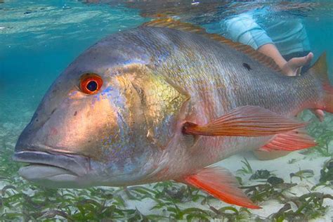 Rule The Reef How To Catch Mutton Snapper Kayak Angler