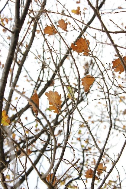 Premium Photo Low Angle View Of Leaves On Tree Branches