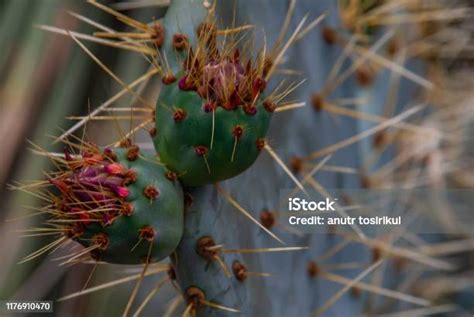 Opuntia 선인장indica 는 오랫동안 세계의 건조 하 고 반 건조 한 부분에 걸쳐 농업 경제에 중요 한 길 들여진된 작물 식물 선인장의 종이 선인장에 대한 스톡 사진