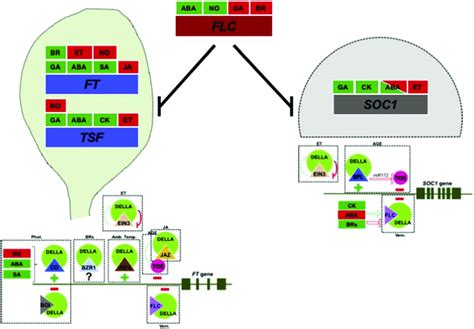 Hormonal Regulation Of The Floral Integrators And Integrative Roles Of