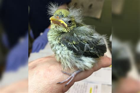 Twitters Bird Lovers Try To Id Rescued Danny Devito Fledgeling