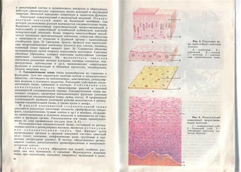 Анатомия человека. В двух томах. Том 1 - Сапин М.Р. - 1993