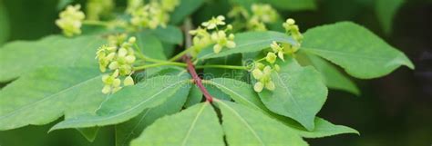 Hydrangea Common Names Hydrangea Or Hortensia Stock Image Image Of