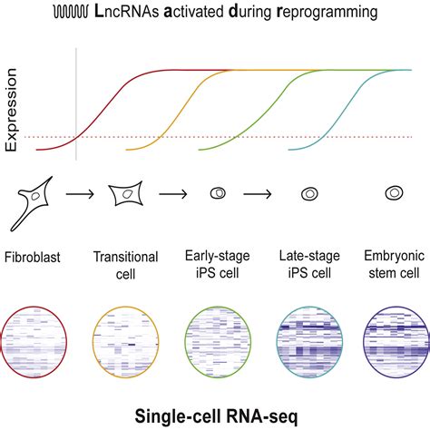 Single Cell Transcriptome Analysis Reveals Dynamic Changes In LncRNA Expression During